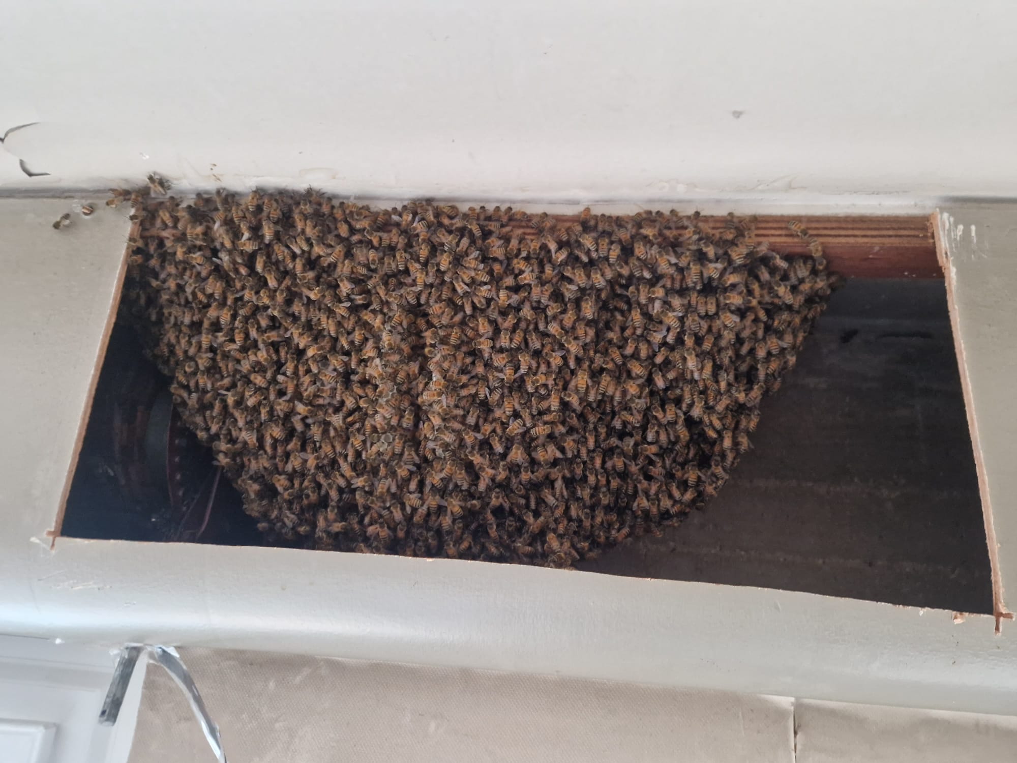 SOS Essaim D'Abeilles Sur Paris Et Ile-de-France