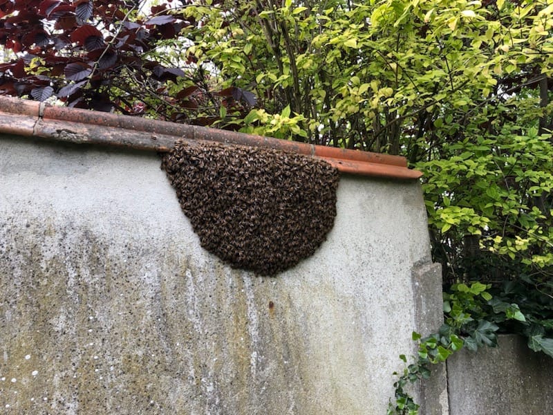 SOS Essaim D'Abeilles Sur Paris Et Ile-de-France